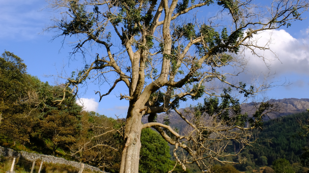 Ash Dieback Removal in Northern Ireland - Tree Care Services in ...