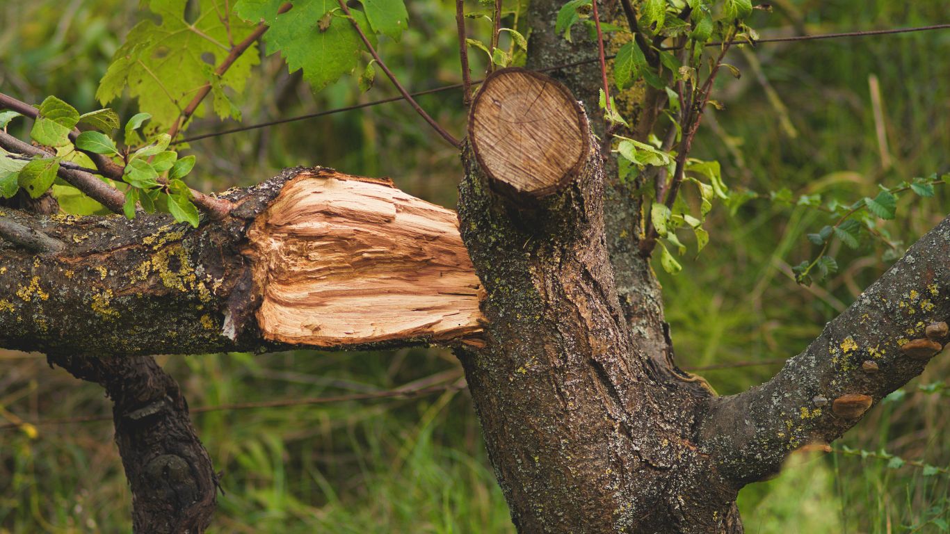 Storm Damage Repair Northern Ireland - Tree Care Services in ...
